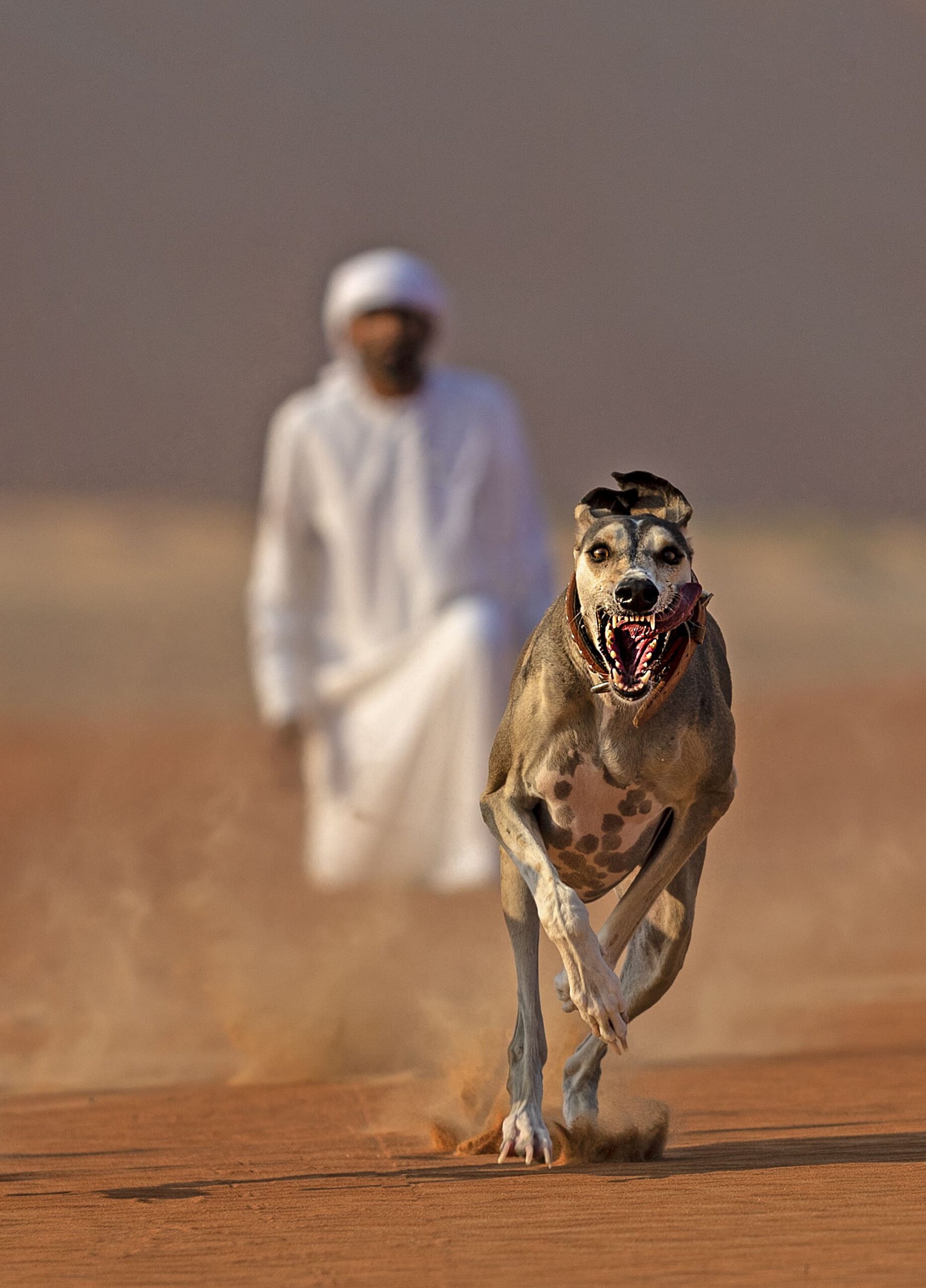 UAE National Day At Qasr Al Sarab By Anantara: A Celebration For All ...